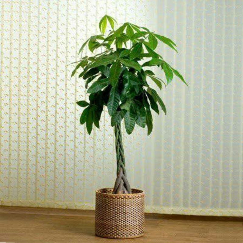 Jual tanaman pachira aquatica money tree (penghias rumah) | Shopee ...