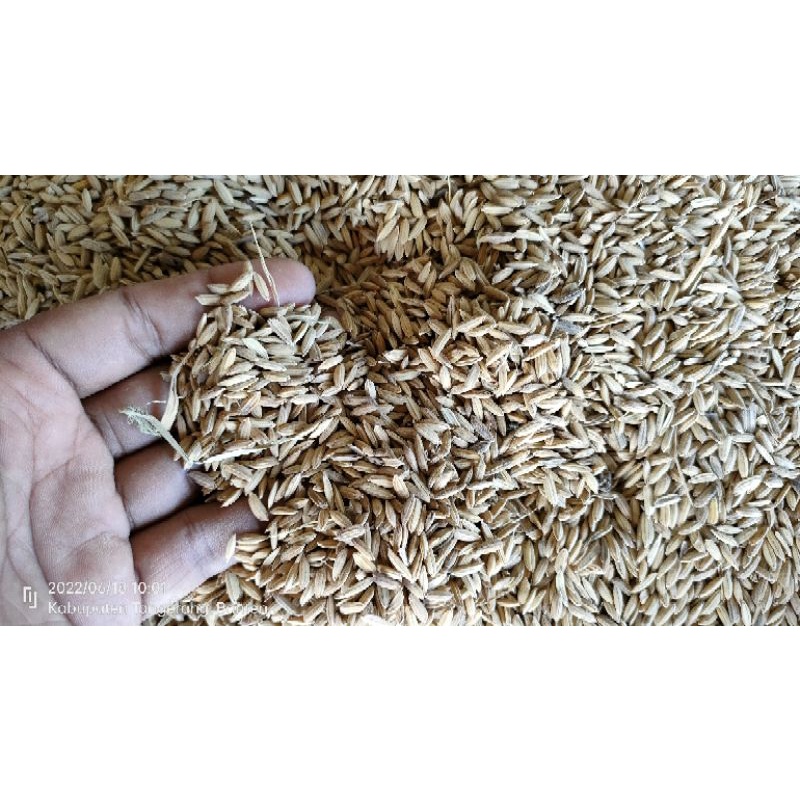 Jual gabah | Shopee Indonesia