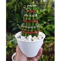 Jual Tanaman Hias Bambu Hoki / Bambu Rejeki Pohon Hidup | Shopee Indonesia