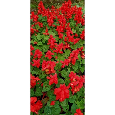 Jual Bunga selvia merah tanaman hidup | Shopee Indonesia