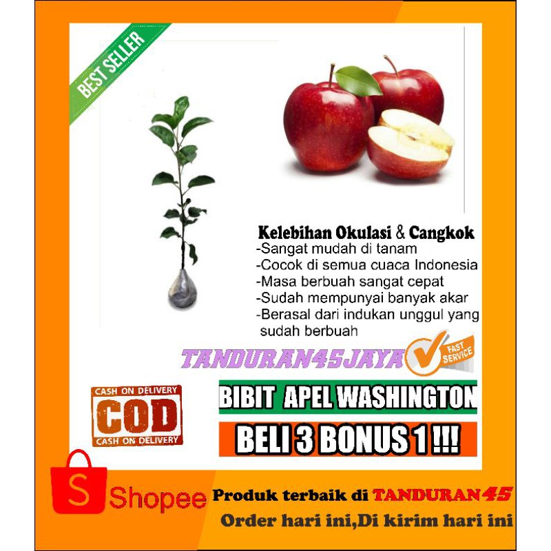 Jual Bibit tanaman apel whasington/bibit apel/bibit apel merah | Shopee ...