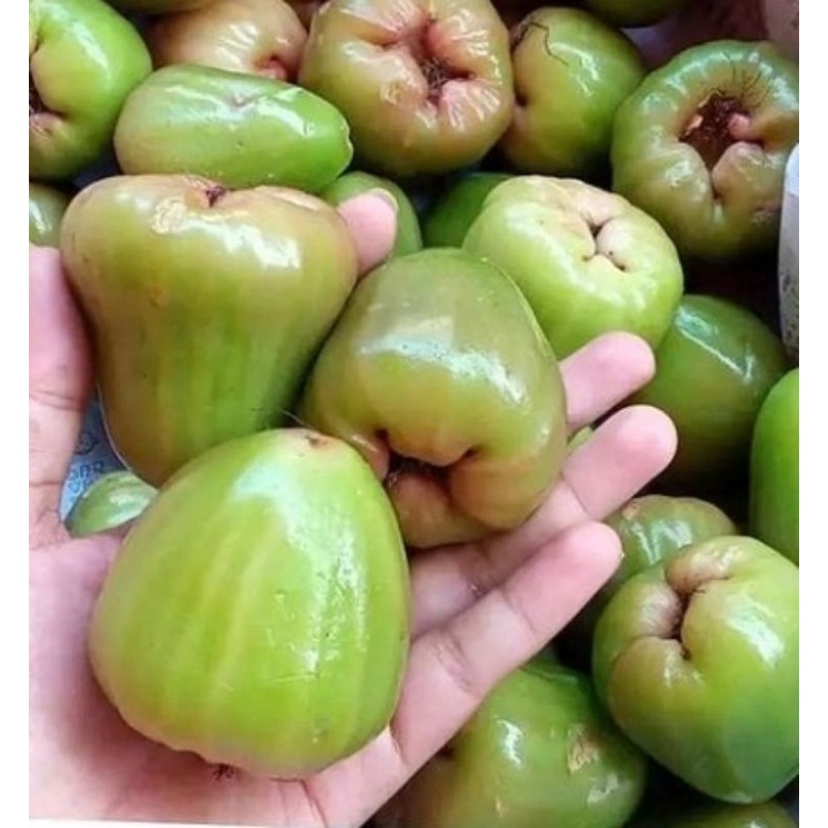 Jual JAMBU AIR CINCALO HIJAU/JAMBU AIR MANIS HIJAU FRESH | Shopee Indonesia