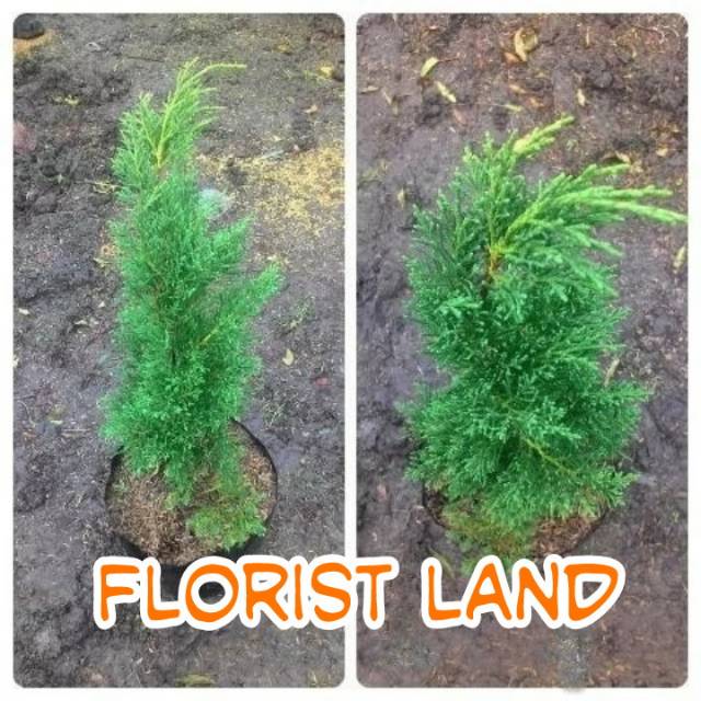 Jual Tanaman daun cemara papua | Shopee Indonesia