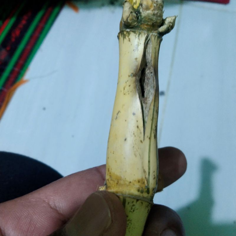 Jual Bambu Kuning Combong Lubang alami super asli | Shopee Indonesia