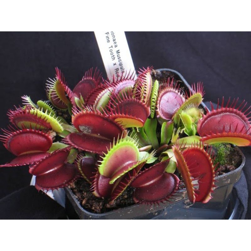 Jual Tanaman Karnivora Venus FlyTrap Venusflytrap VFT Finetooth X Red ...