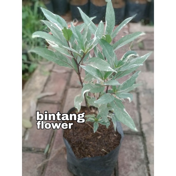 Jual tanaman hias gandarusa variegata | Shopee Indonesia