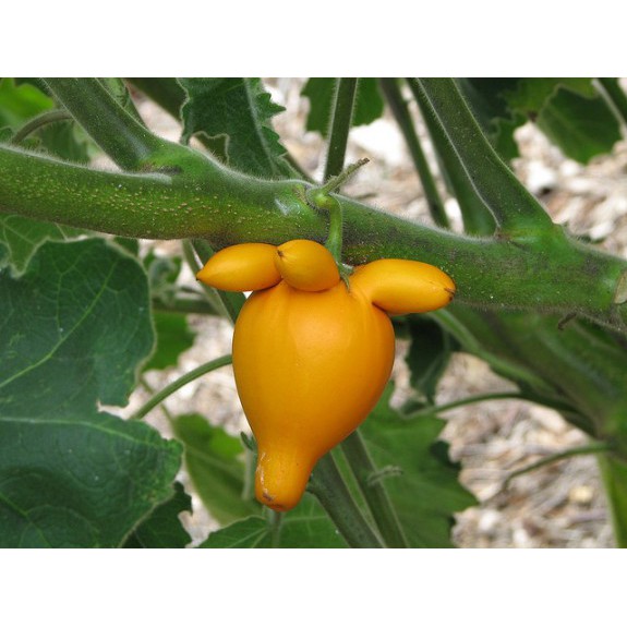 Jual tanaman terong susu solanum mammosum | Shopee Indonesia