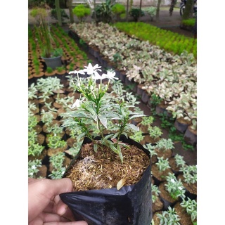 Jual Tanaman Hias Rombusa Putih Salju Bunga Outdoor Cantik | Shopee ...