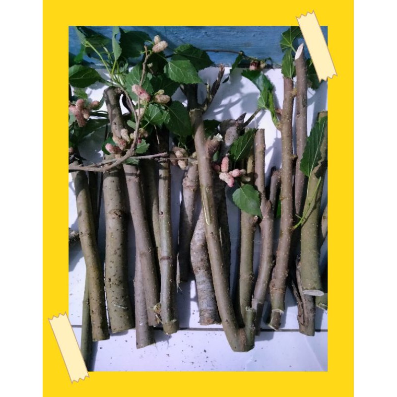 Jual bibit stek murbey/murberry perbatang(gratis ongkir) | Shopee Indonesia