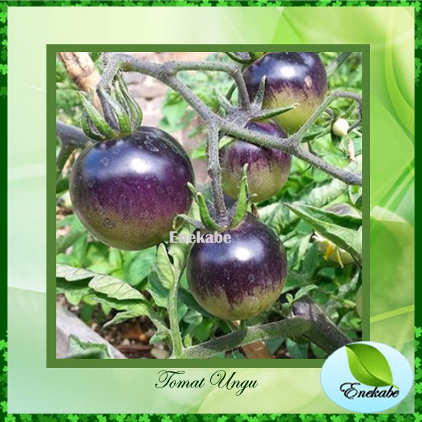 Jual Benih Tomat Hitam Bibit Tanaman Buah dan Sayuran Benih Buah Tomat ...