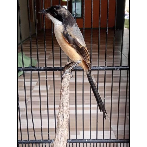 Jual pentet madura ori | Shopee Indonesia