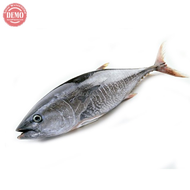 Jual Ikan Tongkol Segar Baby Tuna / Ikan Fresh Kualitas GARANSI SEGAR ...