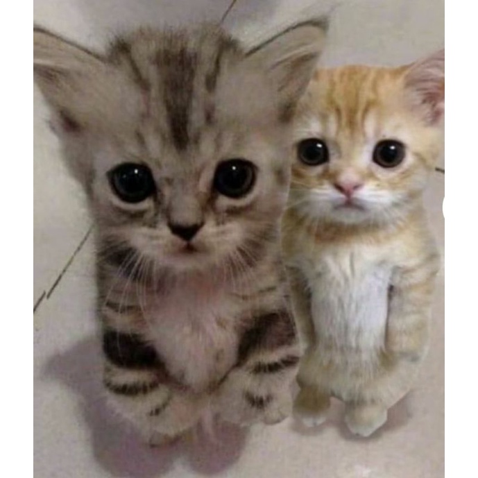 Jual DUDUL IMOETZ KUCING VIRAL || DUDUL KERTAS || RAKIT KERTAS | Shopee ...