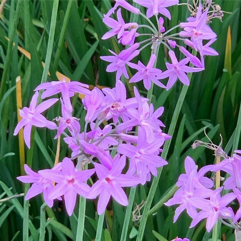 Jual Bibit tanaman bunga bawang ungu/society garlic (Tulbaghia violacea ...