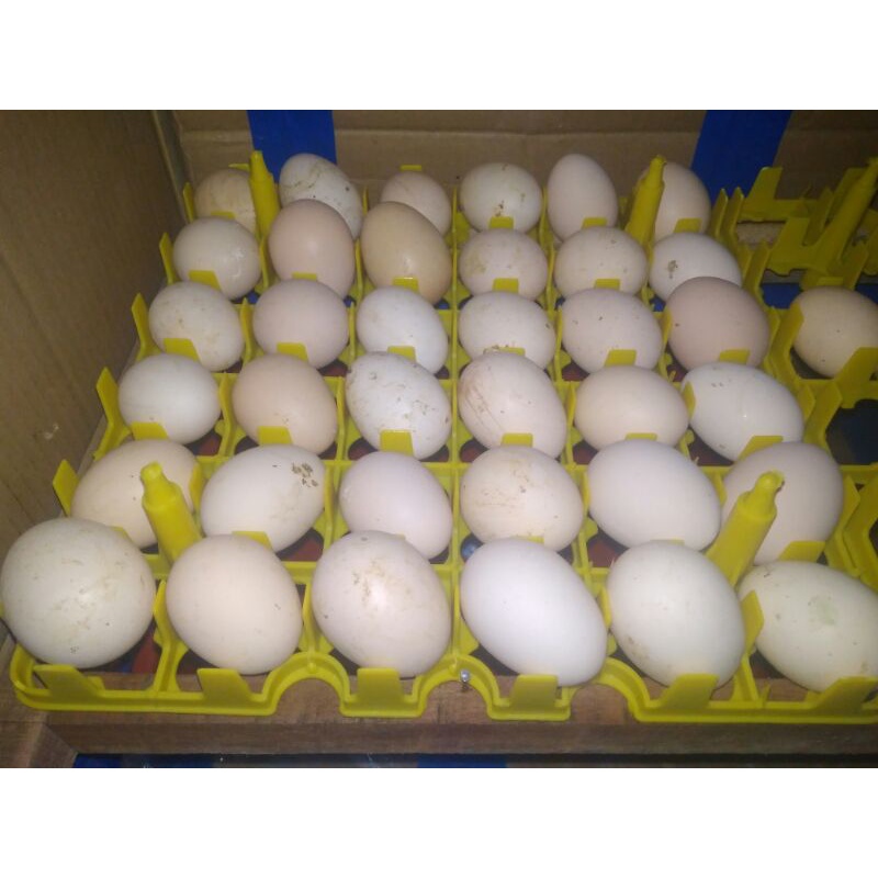 Jual Ayam Elba Terlengkap & Harga Terbaru Juni 2026 | Shopee Indonesia