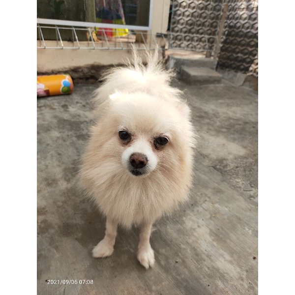 Jual Anjing minipom | Shopee Indonesia
