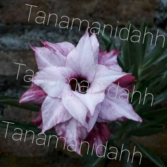 Jual Bibit Tanaman Hias Adenium Kamboja Jepang Yuhe Adenium Bunga
