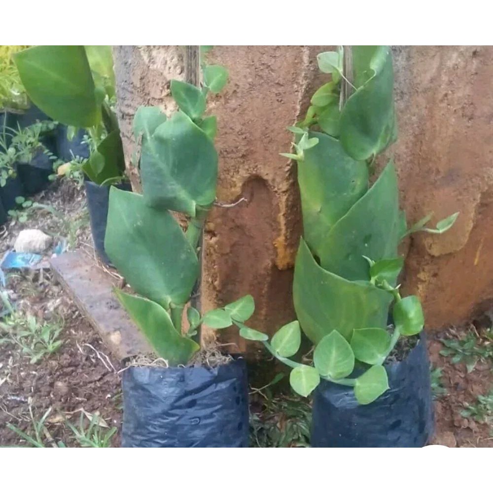 Jual Dolar - Tanaman Hias Rambat Daun Dolar Daun Besar - Tanaman Dollar ...