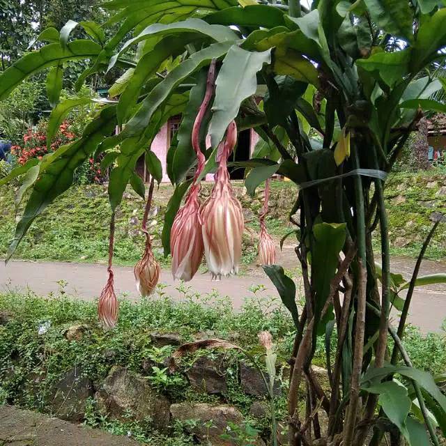 Jual stek tanaman hias bunga Wijaya kusuma sri rejeki bunga putih besar ...