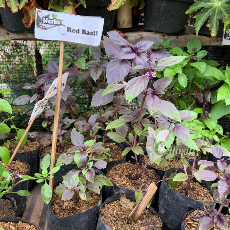 Jual Tanaman Herbal Rempah Red Basil / Red Rubin Basil | Shopee Indonesia