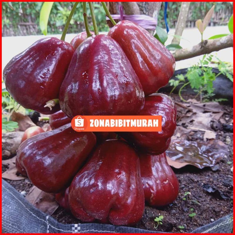 Jual PAKET JAMBU AIR CINCALO OKULASI | Shopee Indonesia