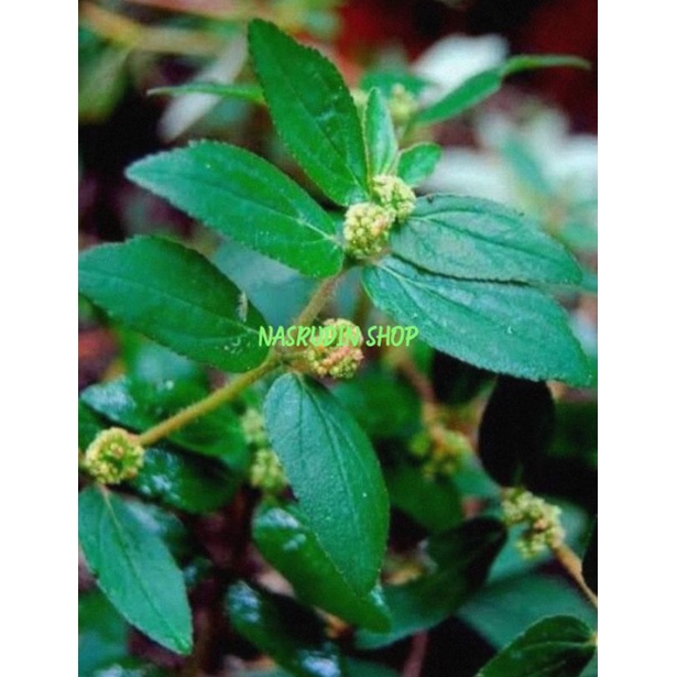 Jual DAUN PATIKAN KEBO 100 TANGKAI / EUPHORBIA HIRTA / OBAT DEMAM ...
