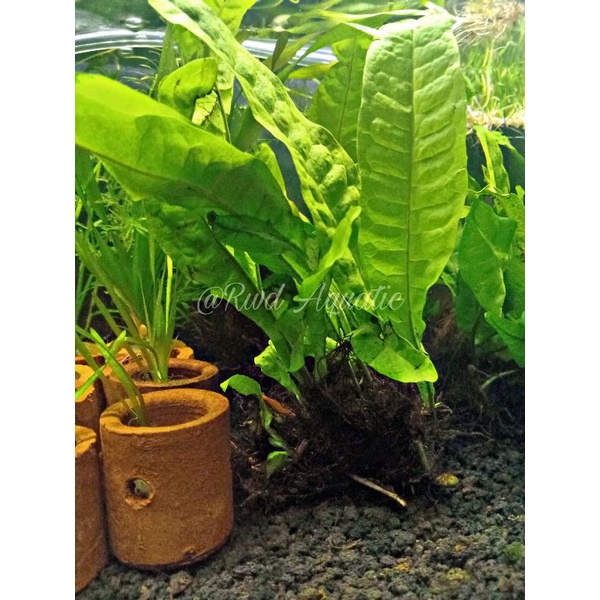 Jual Kadaka Java Fern - Hiasan Aquascape | Shopee Indonesia