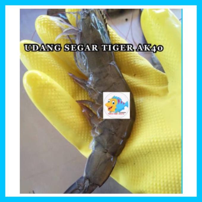 Jual Udang Windu Black Tiger AK 40- Udang Tiger Pacet Segar Jumbo 1kg ...