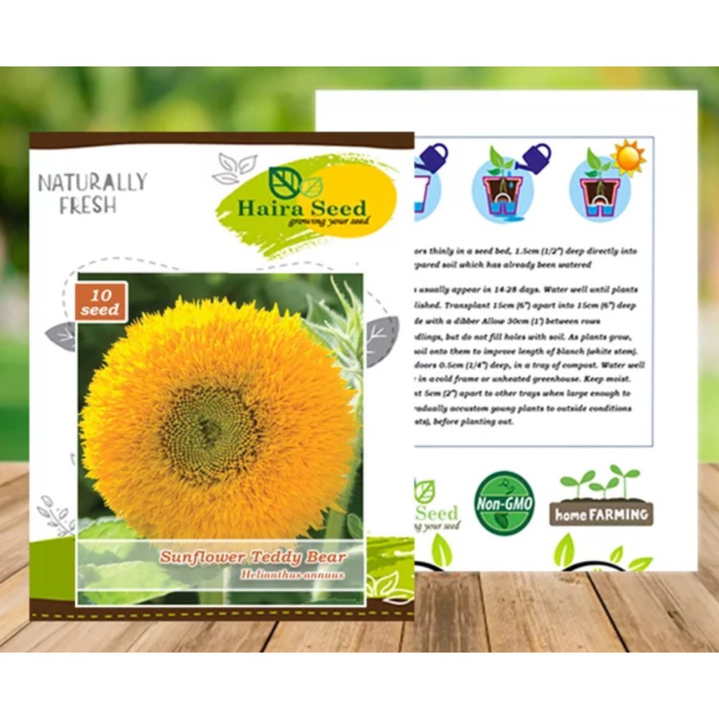 Jual Benih Bibit Bunga Matahari Sunflower Teddy Bear Haira Seed (10 Butir) | Shopee Indonesia