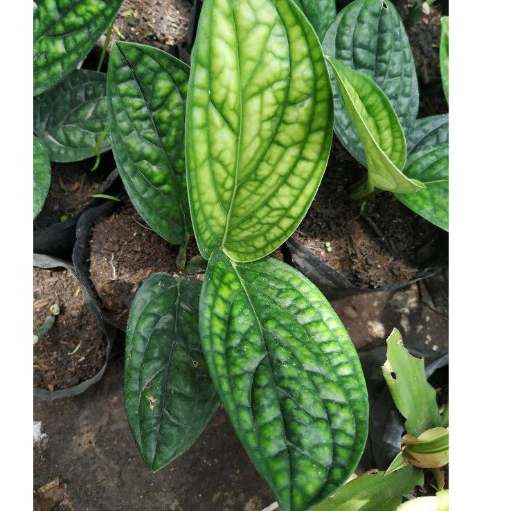 Jual [READY STOCK] [VIRAL] Moera sp. Peru/moera karstenianum/moera ...