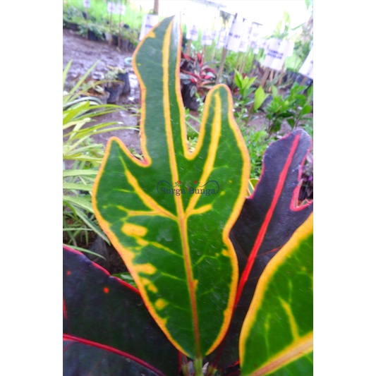 Jual TANAMAN HIAS PURING JET MERAH (Codiaeum variegatum) | Shopee Indonesia