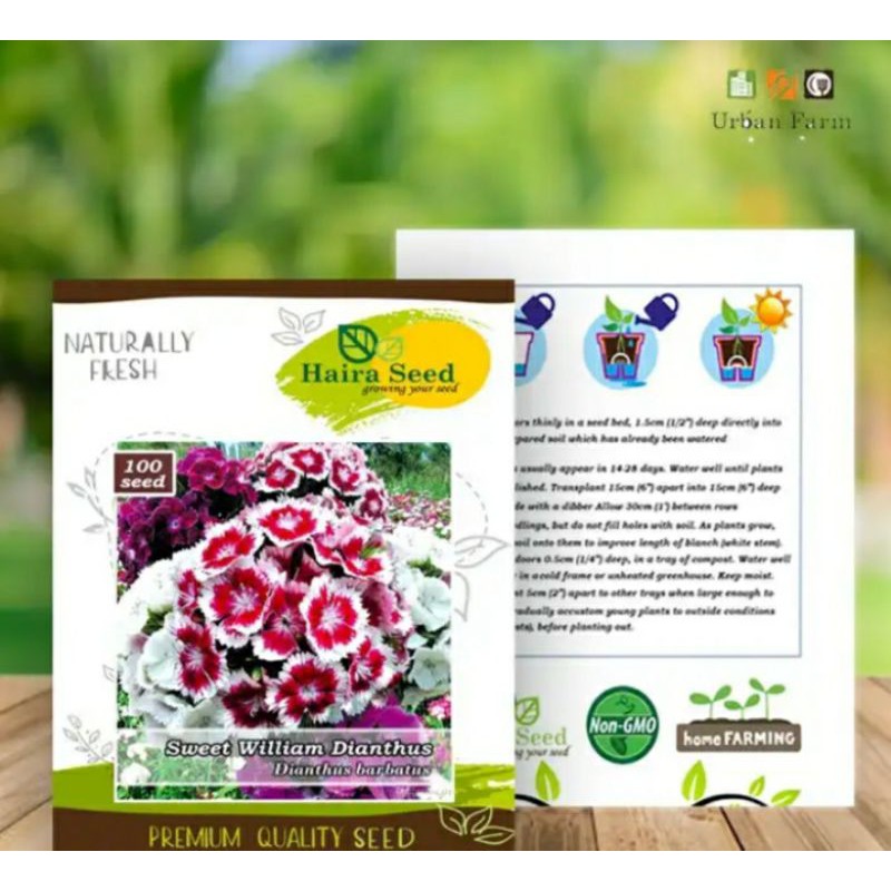 Jual Benih-Bibit Bunga Sweet William Dianthus (Haira Seed) | Shopee ...
