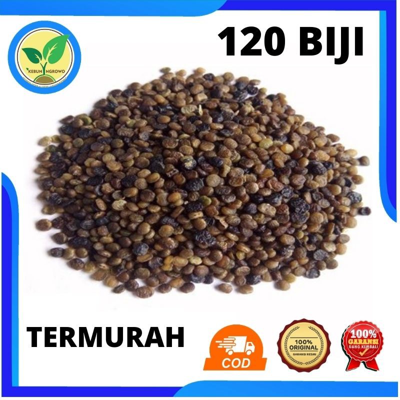 Jual Benih Biji Indigofera Tarum 100 seed pakan ternak | Shopee Indonesia