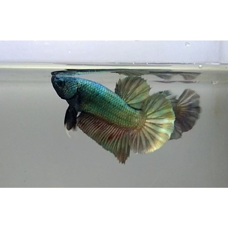 Jual Avatar Cooper Gold (Besgel) | Shopee Indonesia