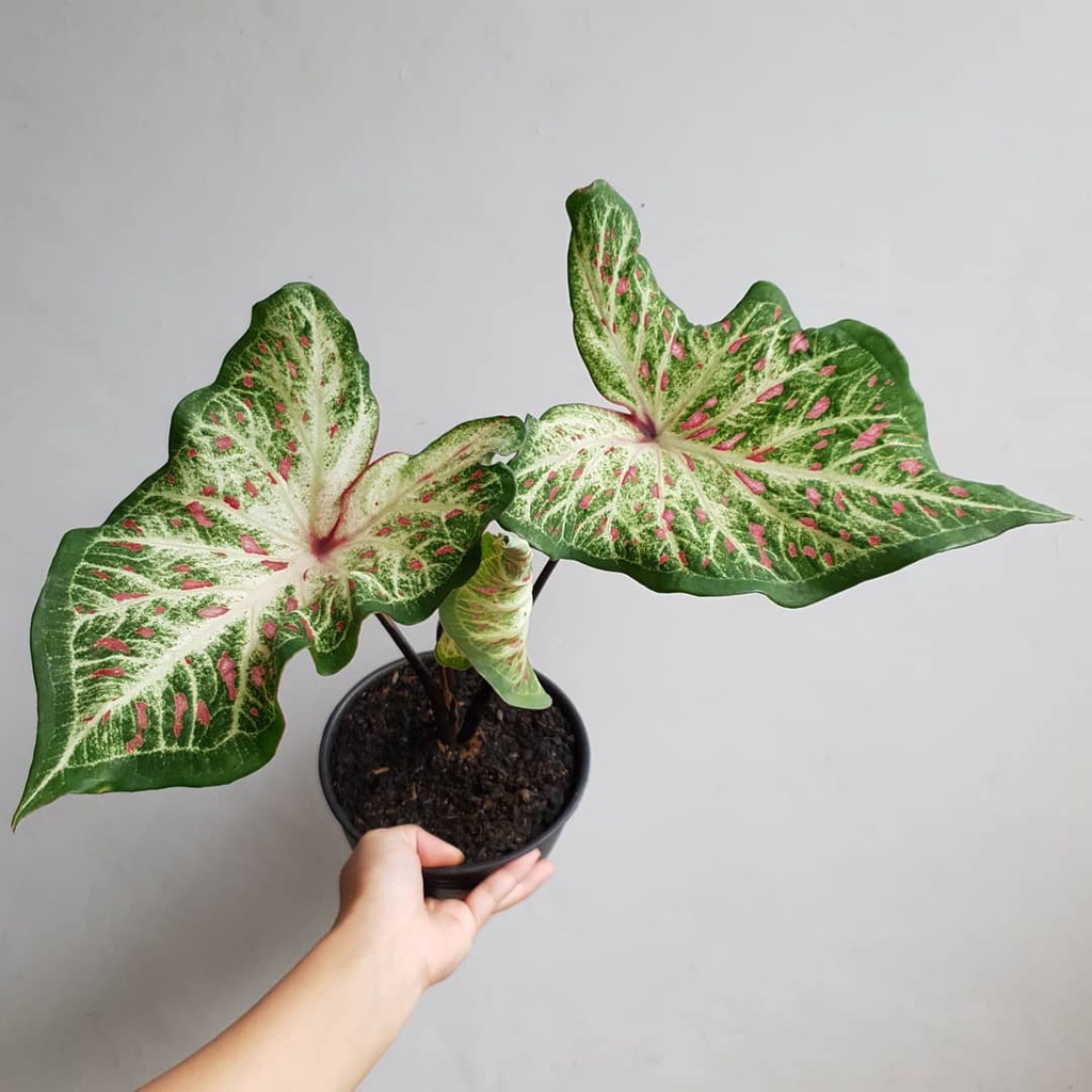 Jual tanaman hias caladium cantink/gingerland keladi hias/tanaman hidup ...
