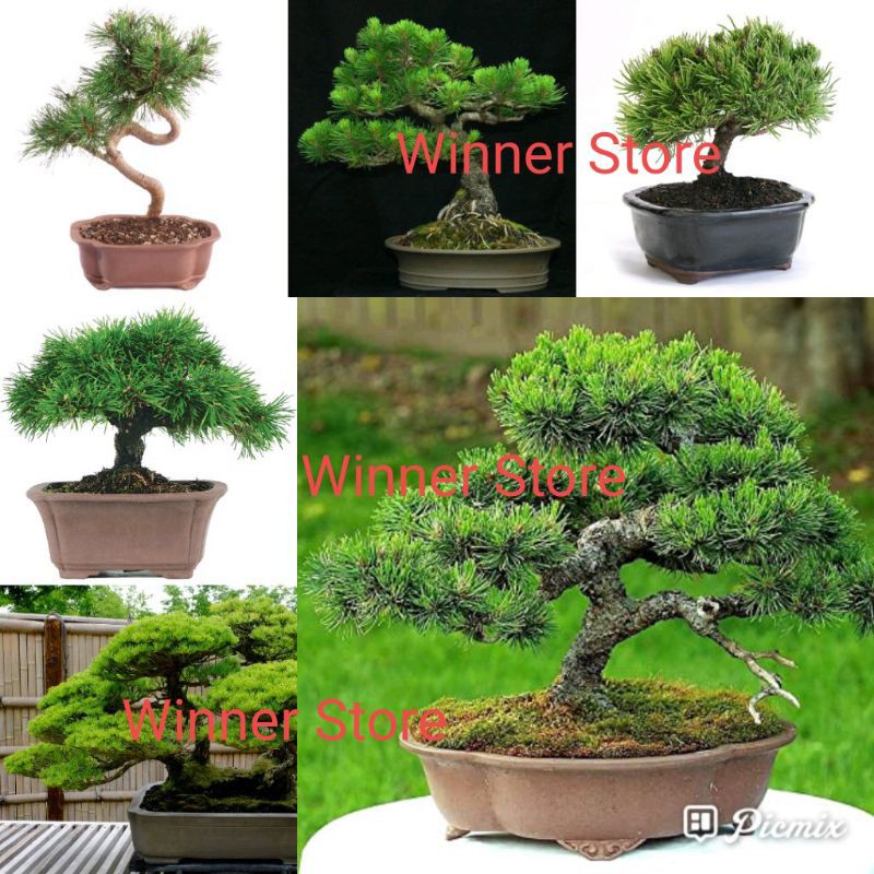 Jual Bibit Benih Pinus Kerdil (1 Butir) | Shopee Indonesia