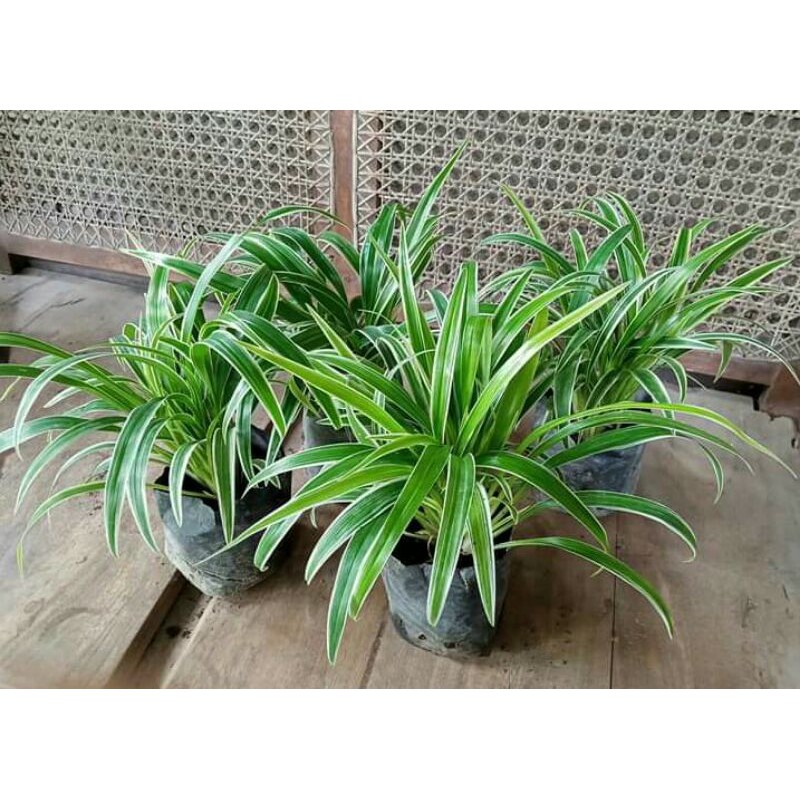 Jual PROMO Bunga Bulu Ayam (Beli 20 Gratis 1) | Shopee Indonesia