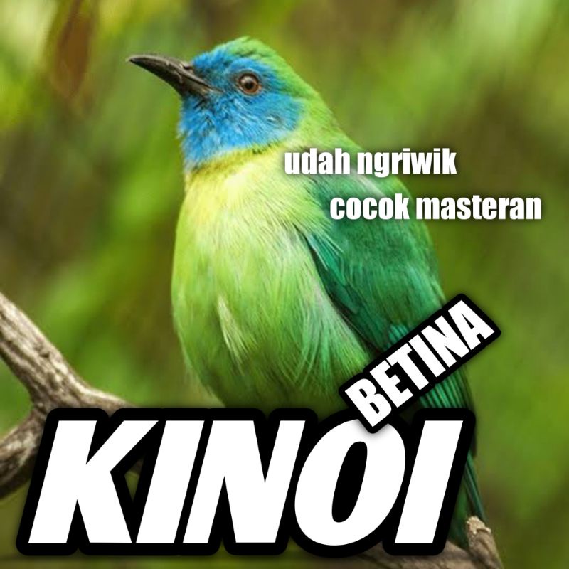 Jual Burung Cucak Kinoi Betina Sudah Ngriwik Cocok Masteran Cak Kinoy ...