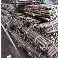 Jual Bibit Tanaman Gamal Untuk Pakan Ternak / Penggemukan / Herbal Alam ...
