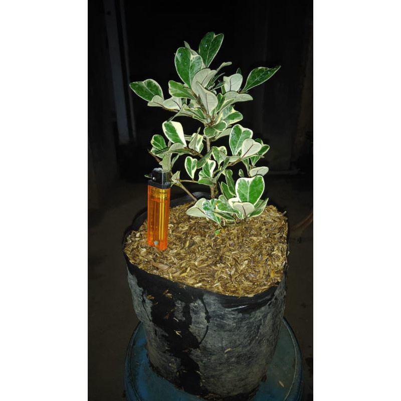 Jual Tanaman Hias Ficus Triangularis - Beringin Kupu Kupu Variegata ...