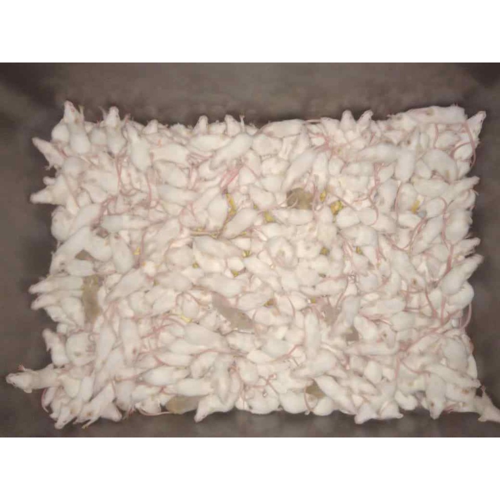 Jual tikus putih / mencit jamper bb 8-13gr, pakan reptil / pakan burung ...