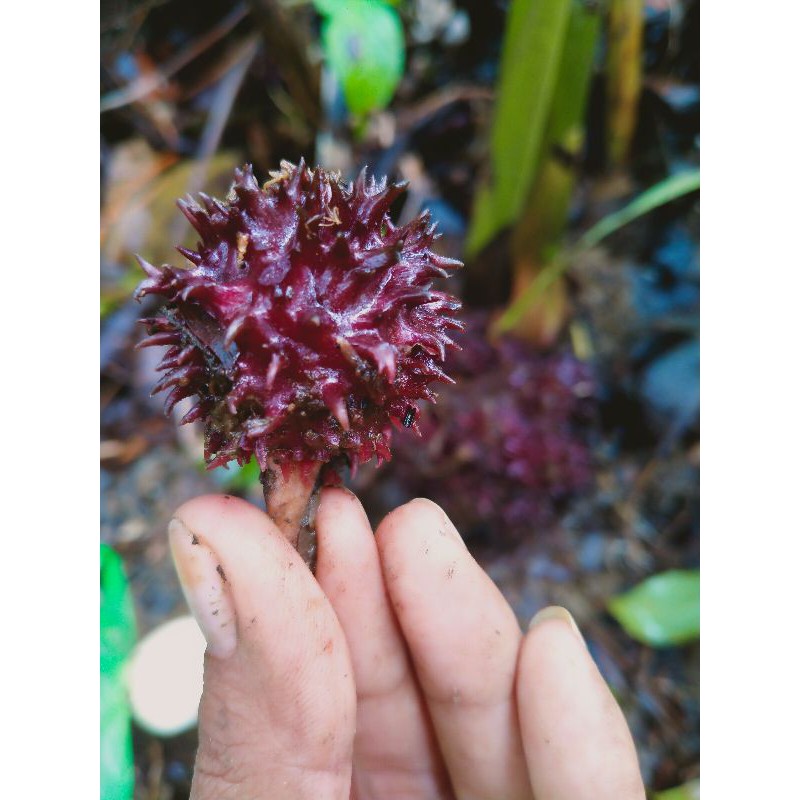 Jual Parahulu / Rambutan Tanah | Shopee Indonesia