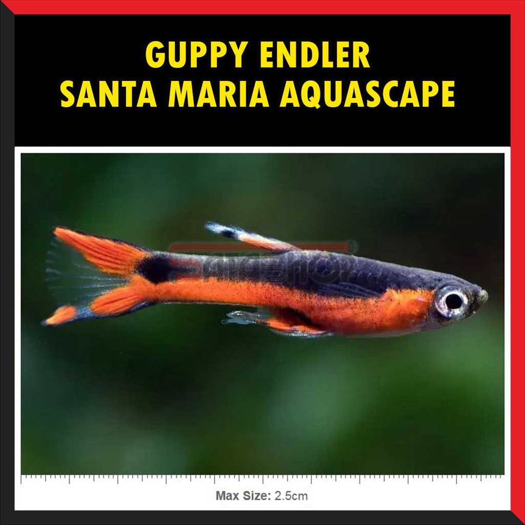 Jual ikan mini endler guppy Santa Maria Bleeding Heart | Shopee Indonesia