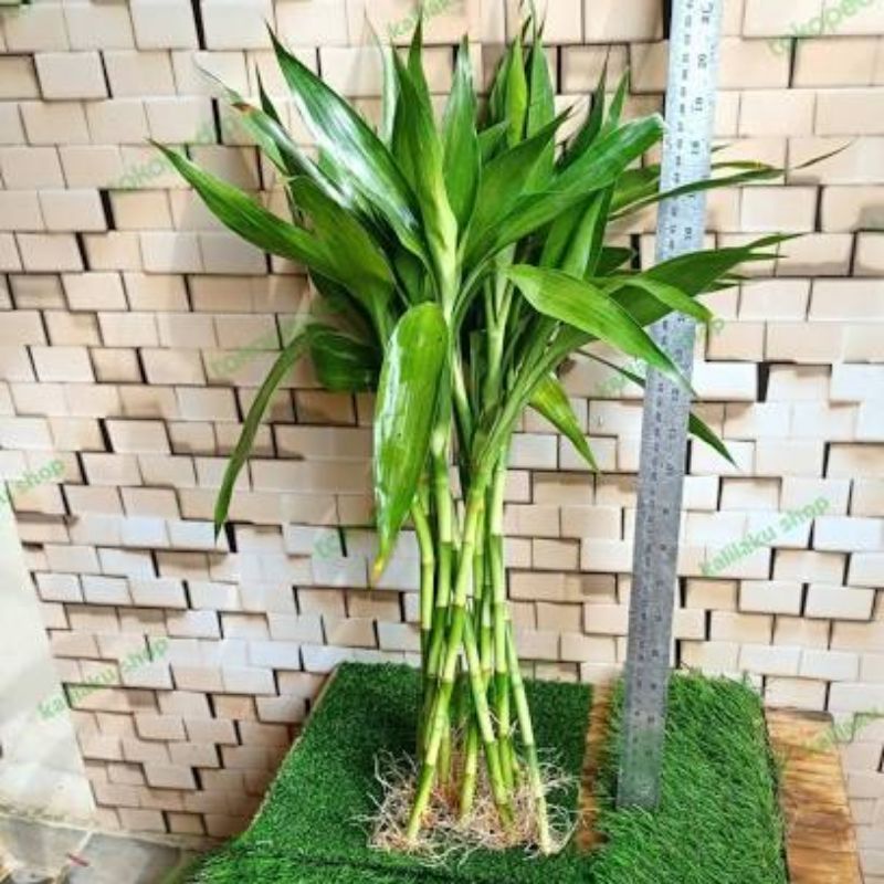 Jual bambu hoki sri rejeki per 10 buah tinggi 50-100cm | Shopee Indonesia