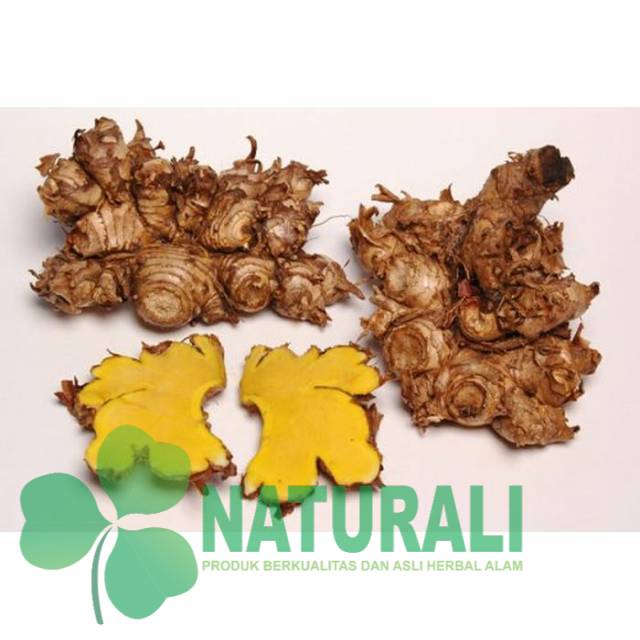 Jual Umbi bangle basah 100gram panglai atau bengle segar | Shopee Indonesia