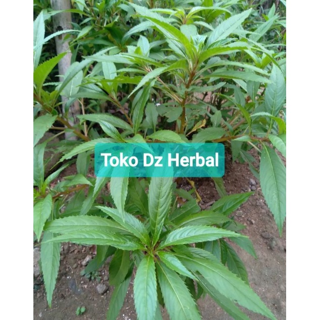 Jual Daun pacar air segar 500 gram petik langsung | Shopee Indonesia