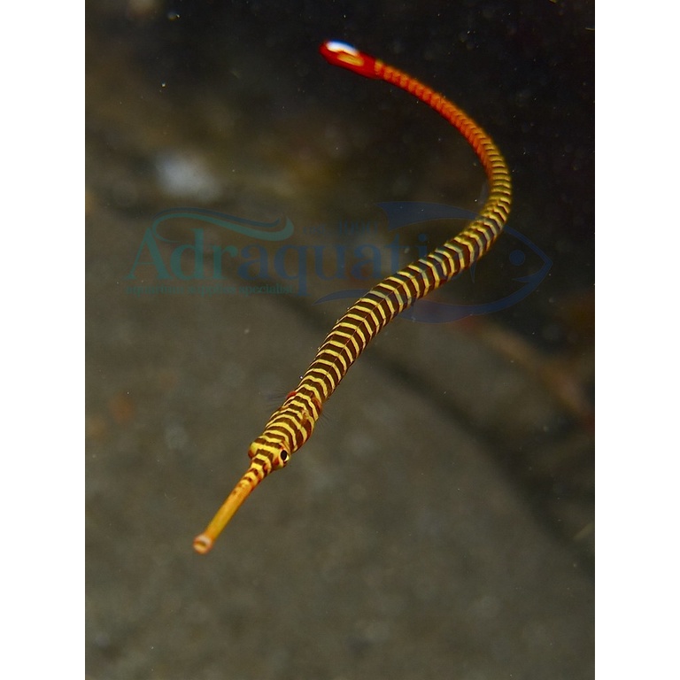 Jual (INSTANT BANDUNG) IKAN HIAS AIR LAUT BAJULAN ZEBRA BANDED PIPEFISH ...