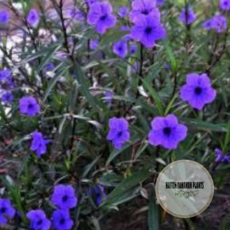 Jual tanaman hias Ruellia tegak - tabibosa ruellia - rawelia tegak ...