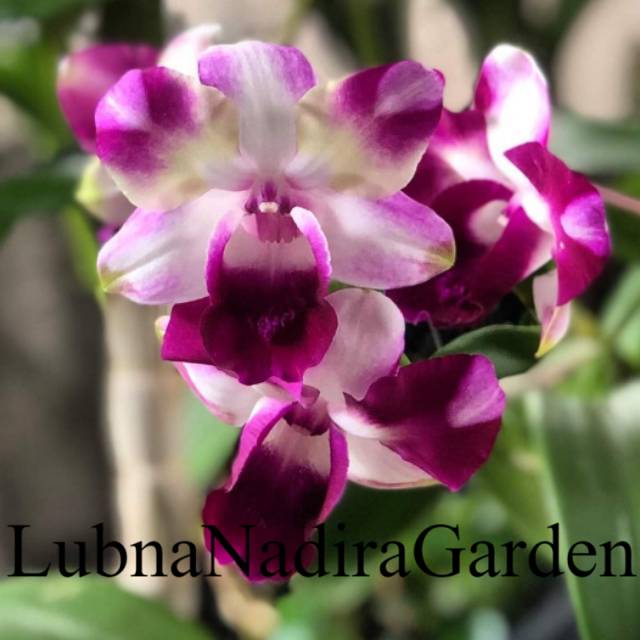 Jual PROMO BIBIT Anggrek Dendrobium Alien 395 (Mini Plant) | Shopee ...