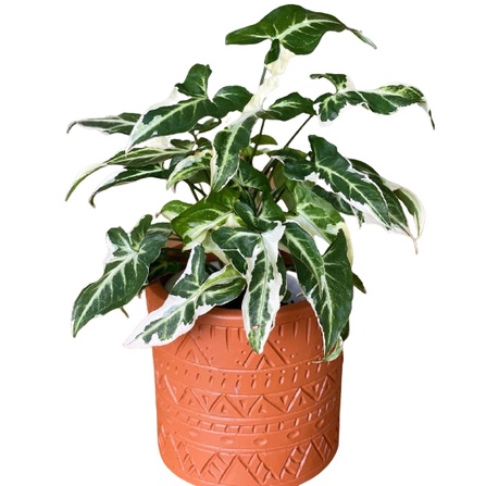 Jual Syngonium T25 Singonium Tanaman Syngonium Anakan Tanaman Hias ...